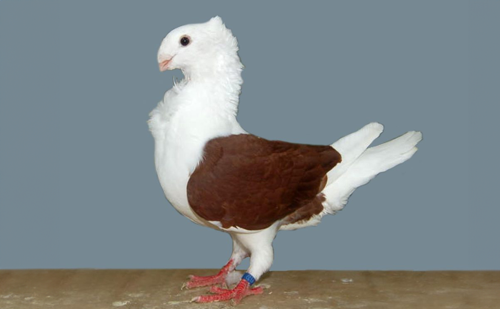 [Biểu đồ] Những bí mật đặc biệt về chim bồ câu