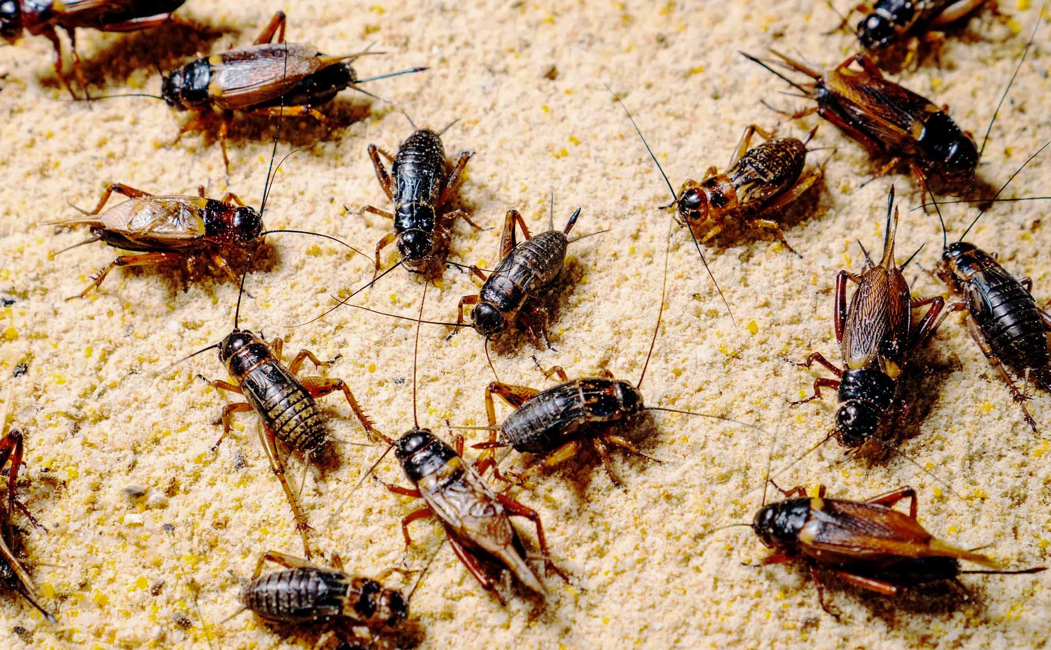 Ngành chăm sóc côn trùng đang phát triển mạnh mẽ. Liệu có cần áp dụng ...