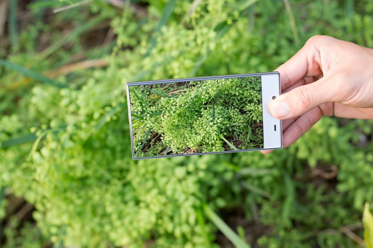 Translucent imaging test results