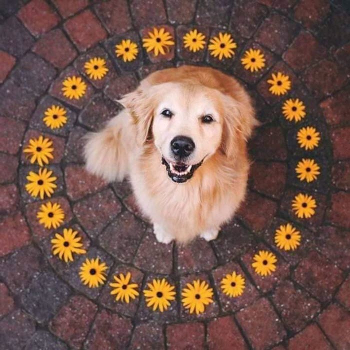 Compilation of Wacky and Hilarious Couple Avatars