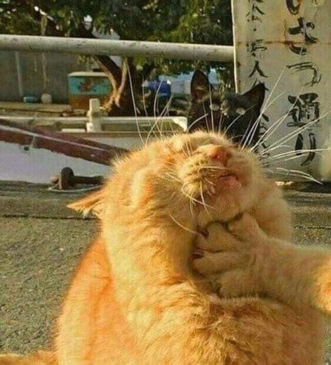 Compilation of Wacky and Hilarious Couple Avatars