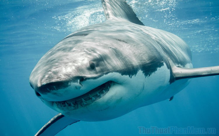 The Most Stunning Shark Images