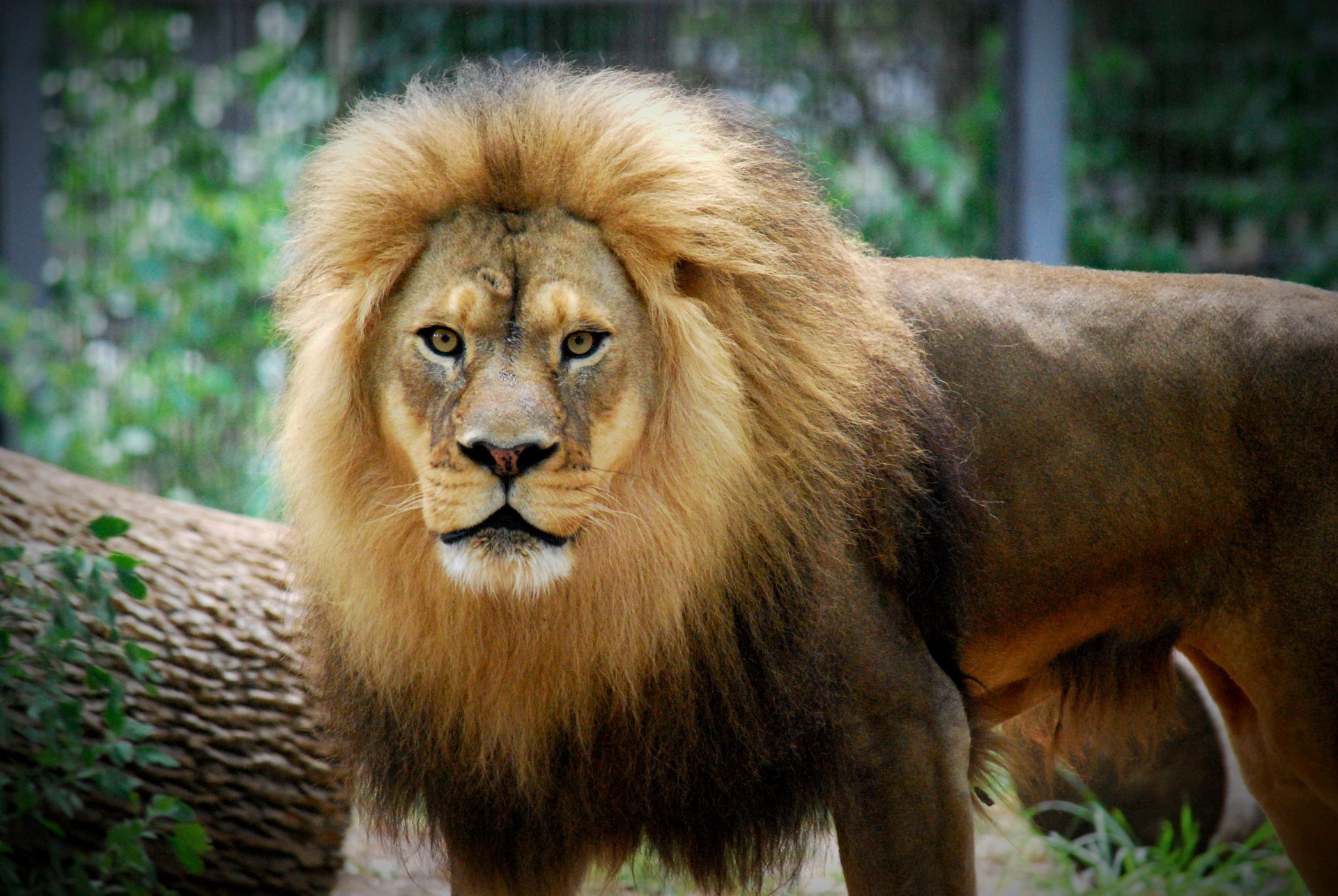 Sư tử cái 18 tuổi bất ngờ mọc bờm sau cái chết của sư tử đực ở vườn thú ...