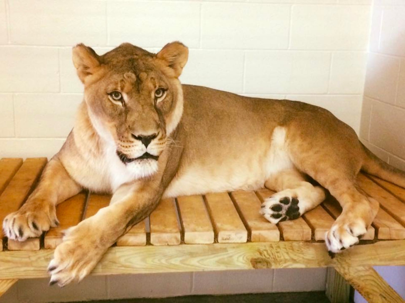 Sư tử cái 18 tuổi bất ngờ mọc bờm sau cái chết của sư tử đực ở vườn thú ...