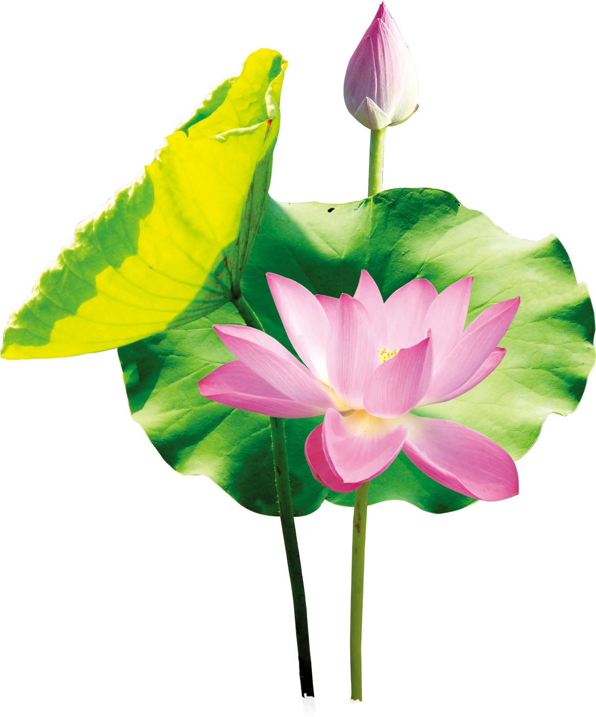 Compilation of Lotus Flower PNG Images