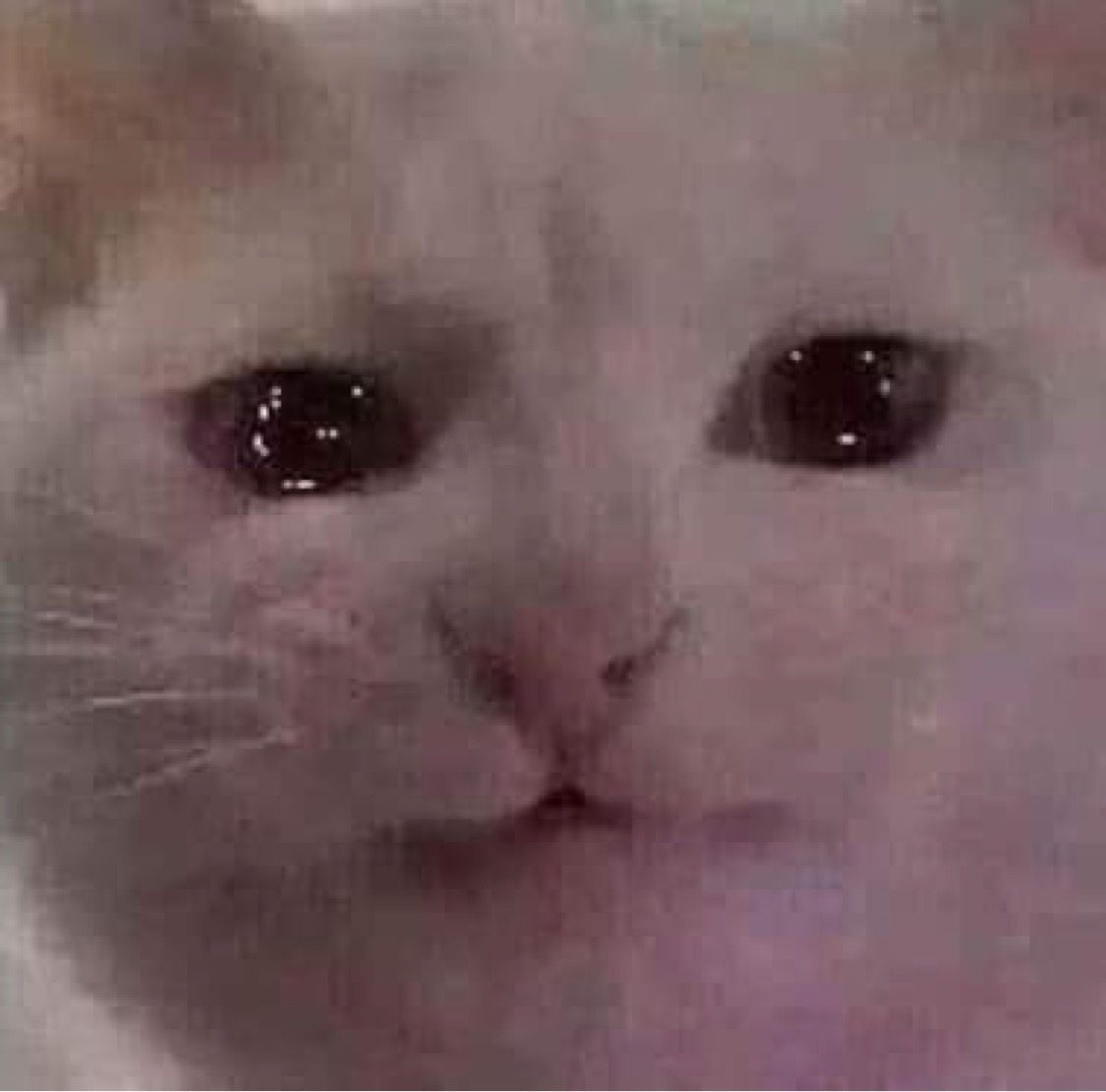 The most hilarious and absurd crying memes