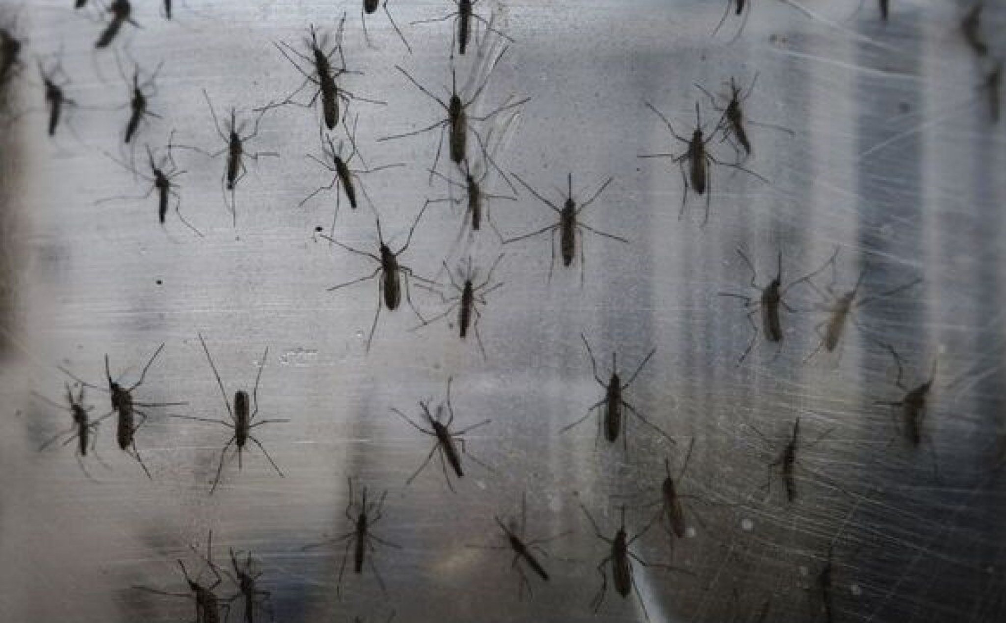 2 tỷ con muỗi biến đổi gen chuẩn bị ra môi trường ở California và Florida