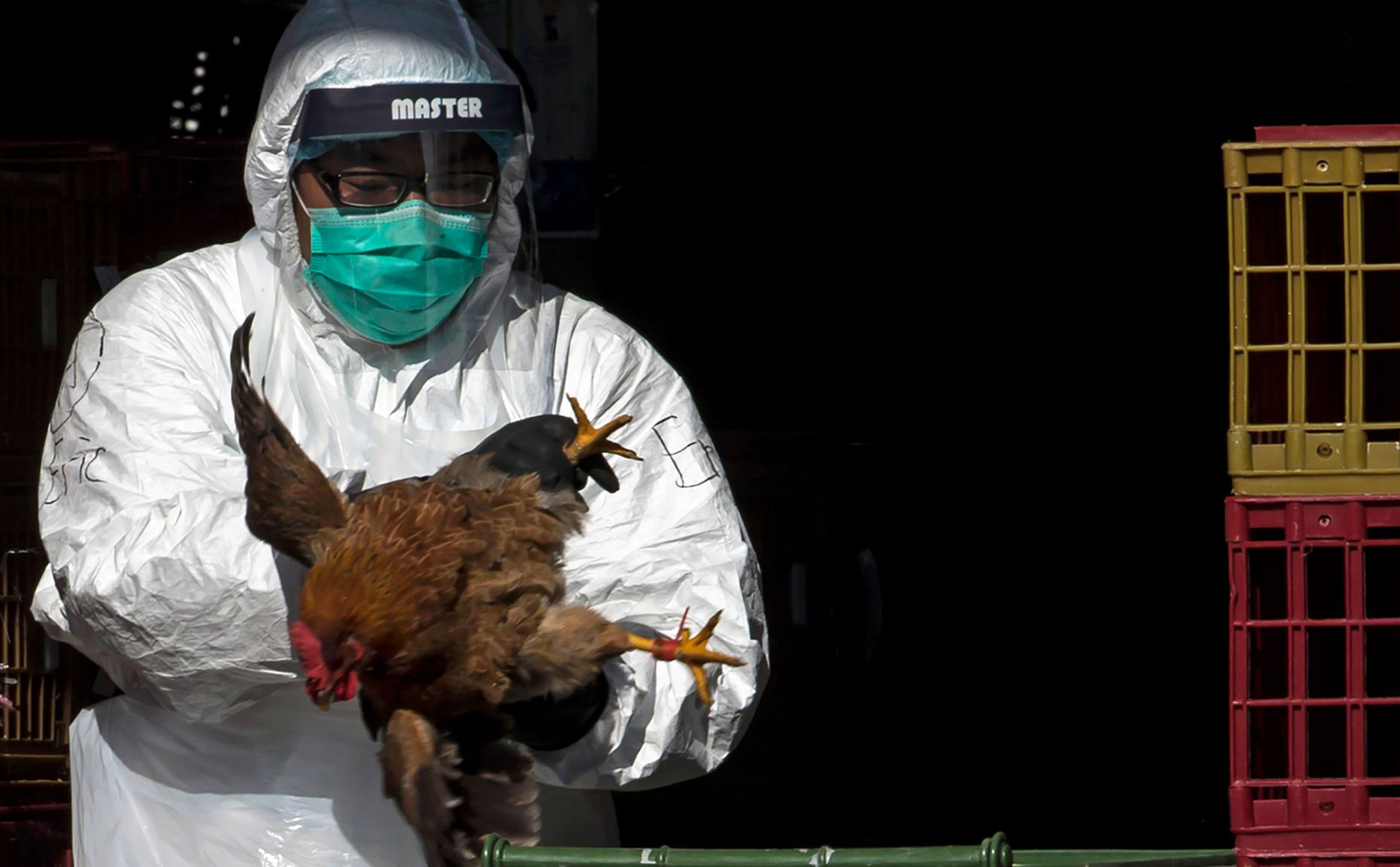 Ghi nhận sự mất mát đầu tiên trên thế giới do đại dịch cúm H3N8