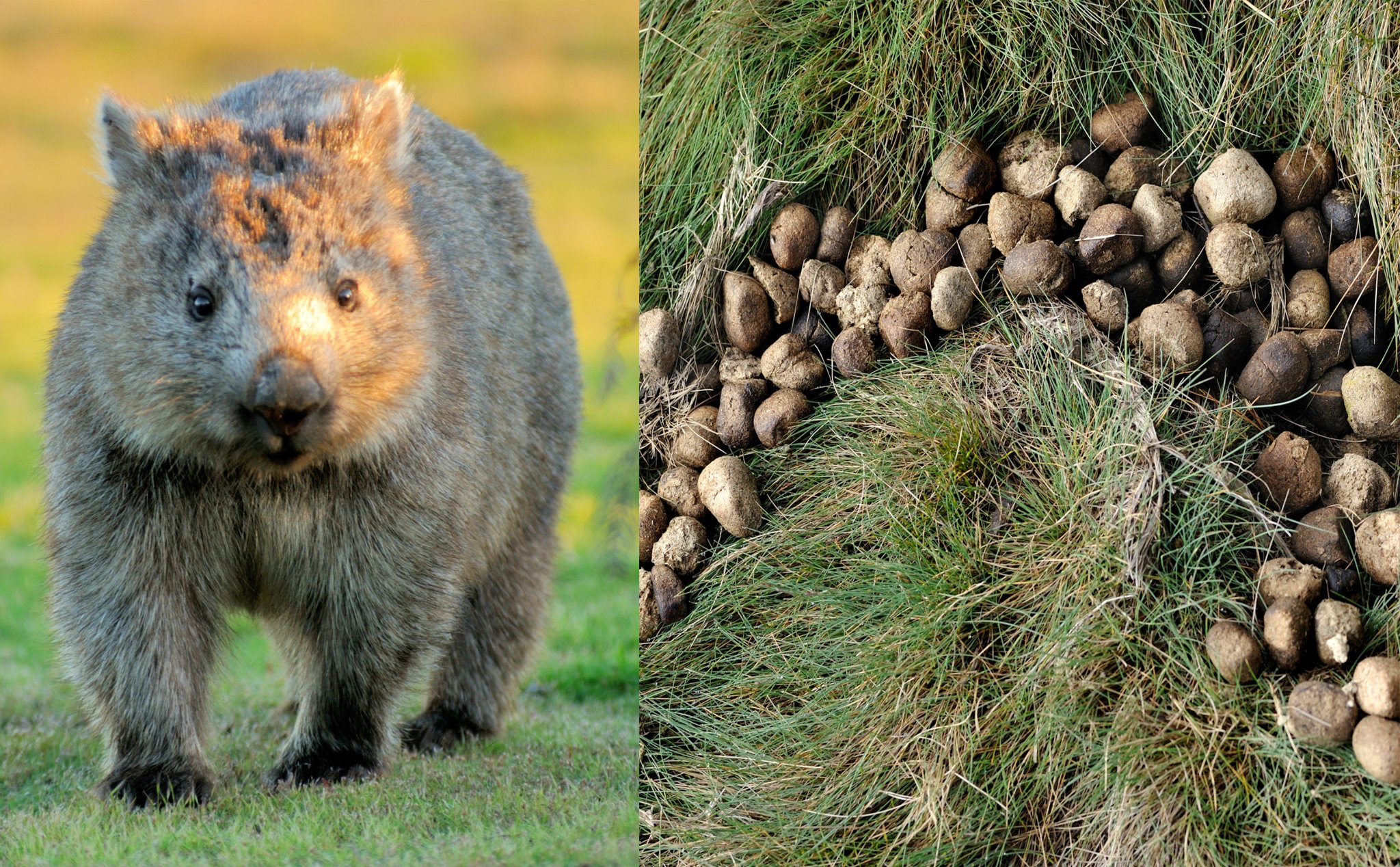 Tại sao loài wombat lại thải ra phân hình khối lập phương? | Viết bởi ...