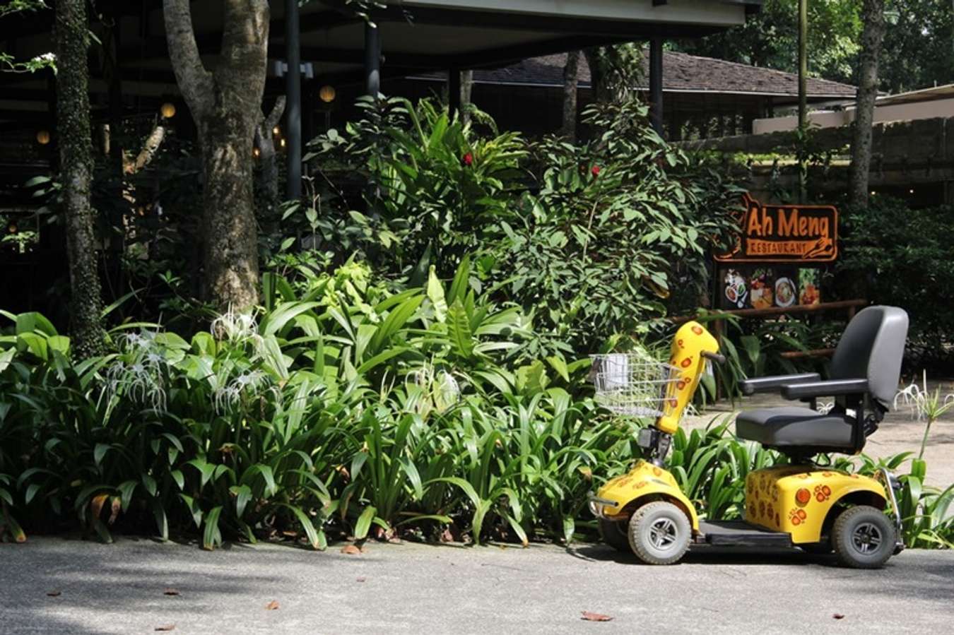 Comprehensive Guide to Exploring Singapore Zoo Independently