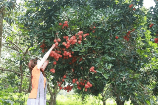 Discover the most beloved fruit orchards near Saigon