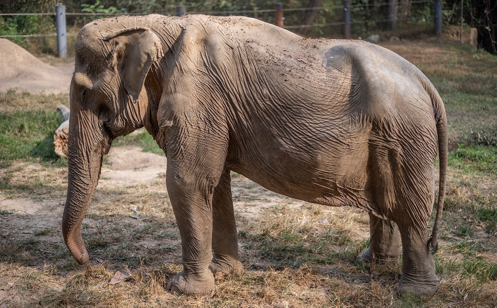 Lý do tại sao không nên cưỡi voi
