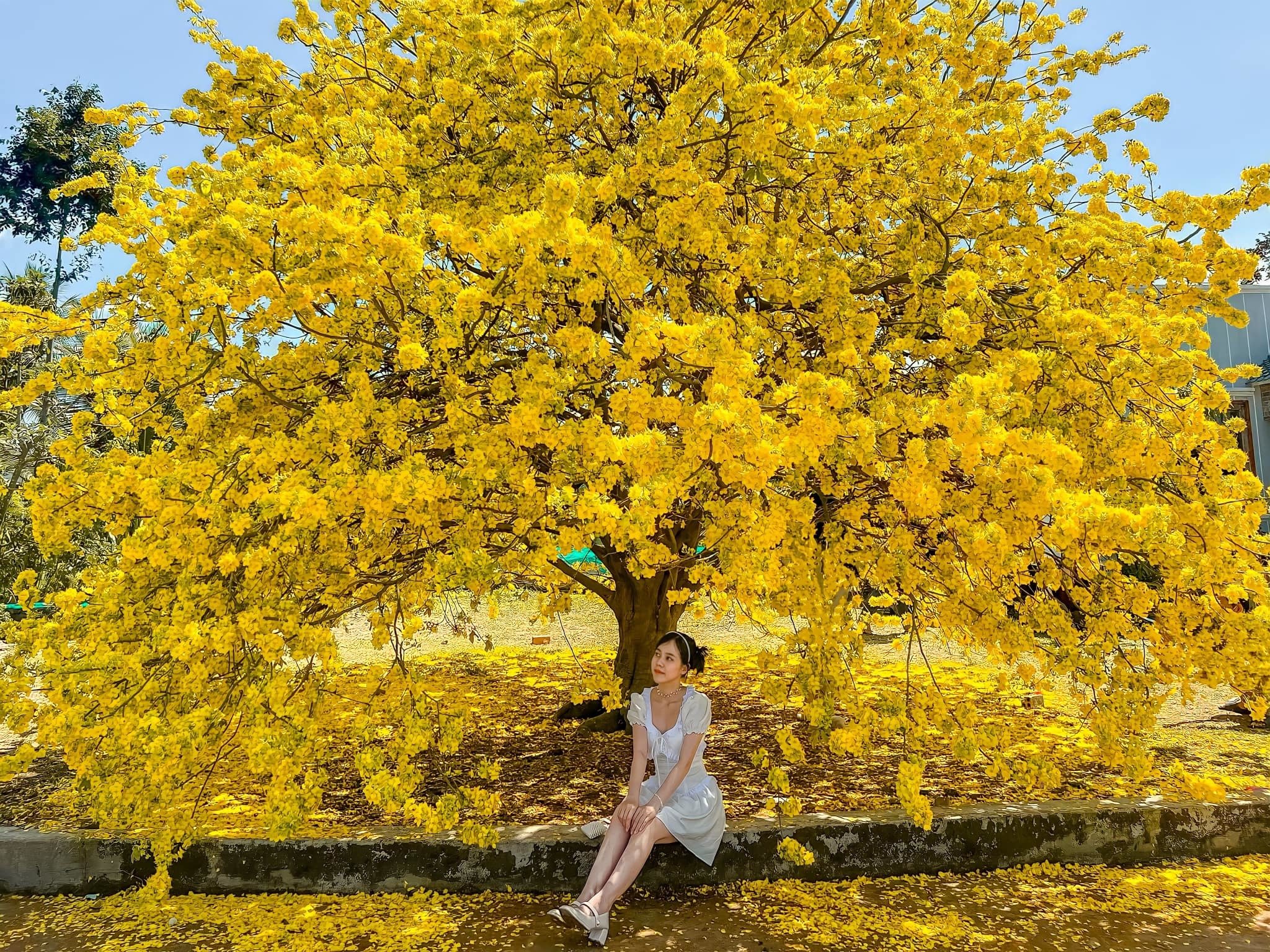 Top Tet Flowers for Flower Enthusiasts - Mytour