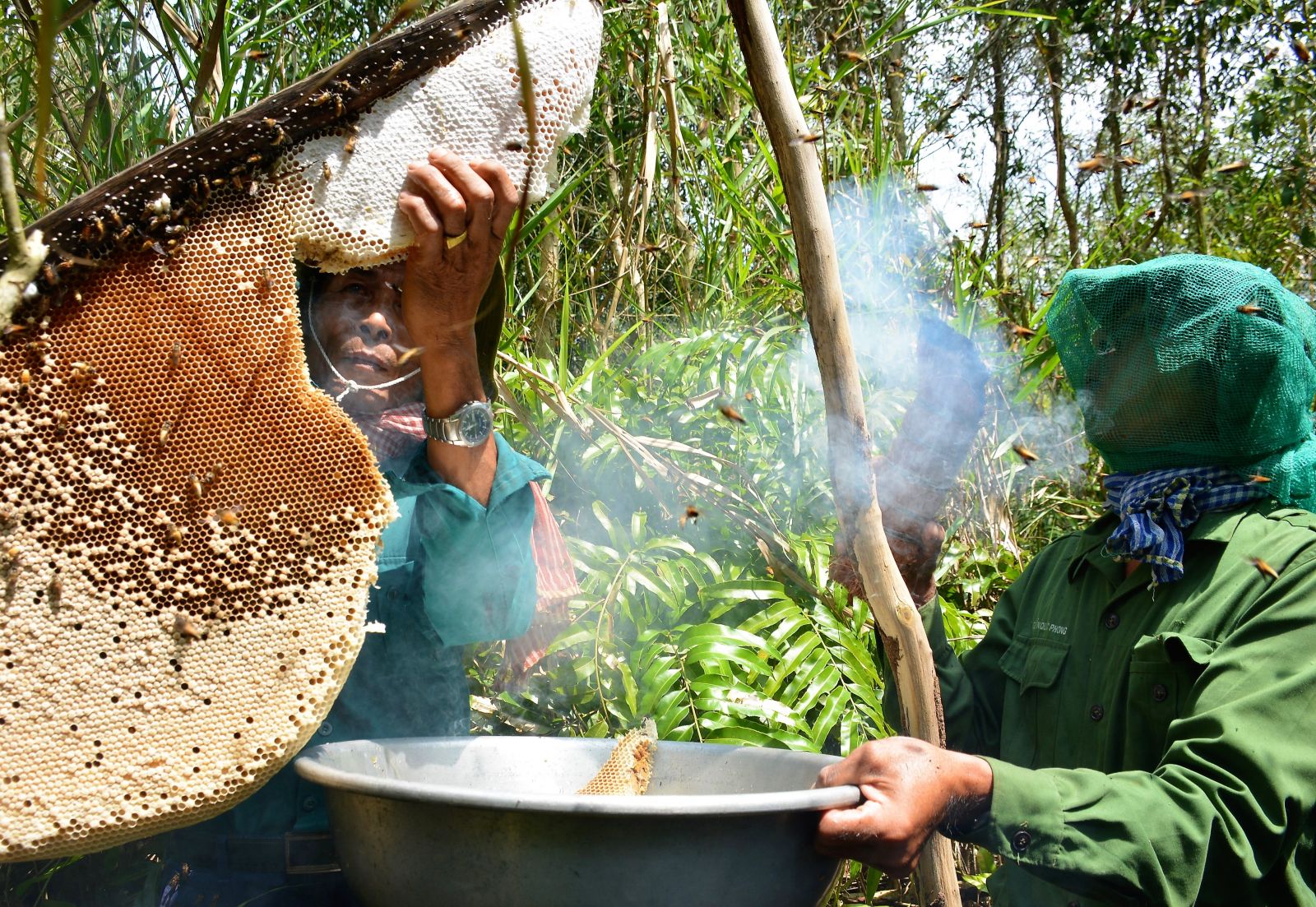 Exploring the unique profession of beekeeping in the U Minh Ha region ...