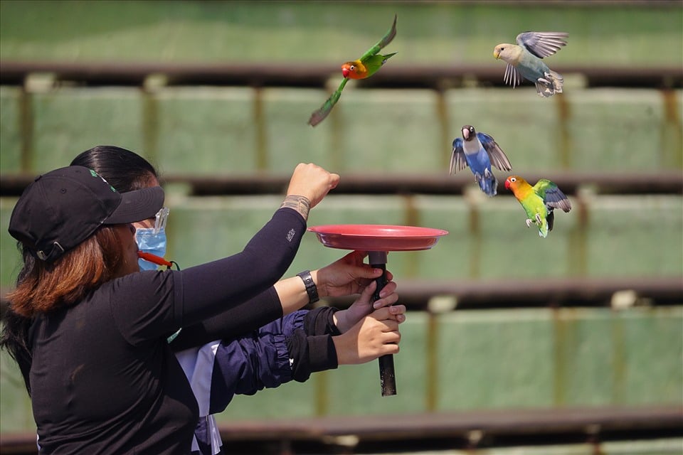 Sky Dance Show – Unique Experience with Rare Bird Species - Mytour