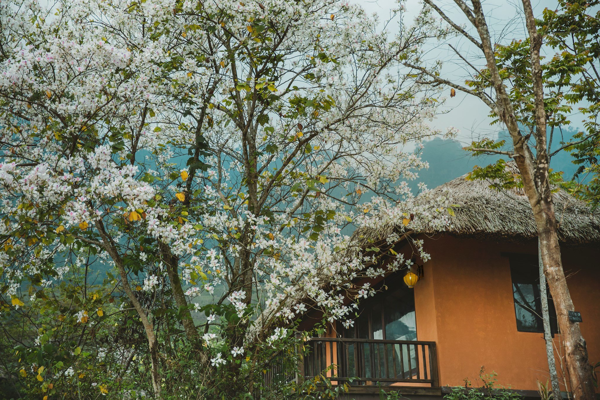 Explore the enchanting beauty of “Mai Chau, where the aroma of sticky ...