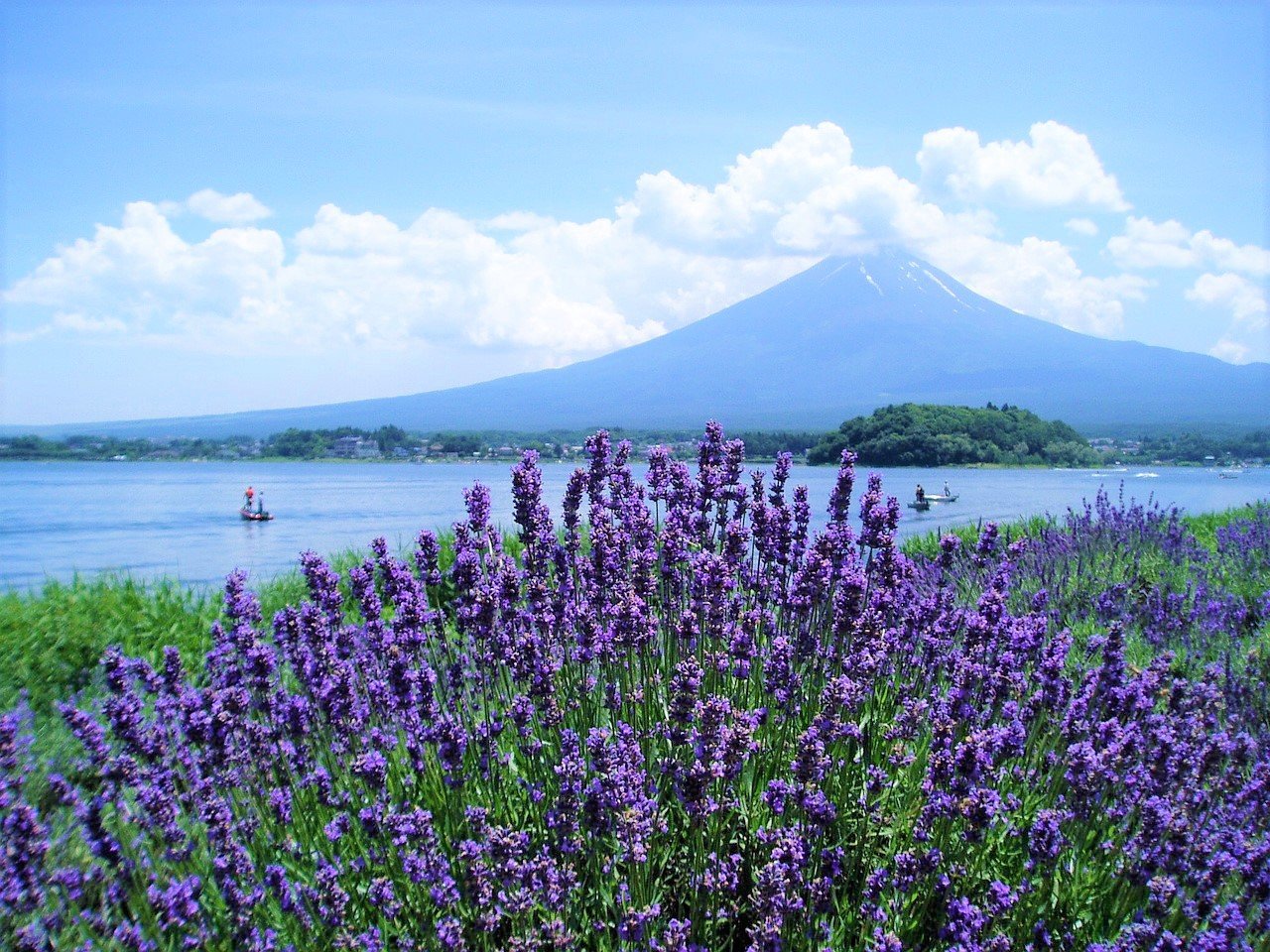 Must-Visit Lavender Farms in Japan - Mytour