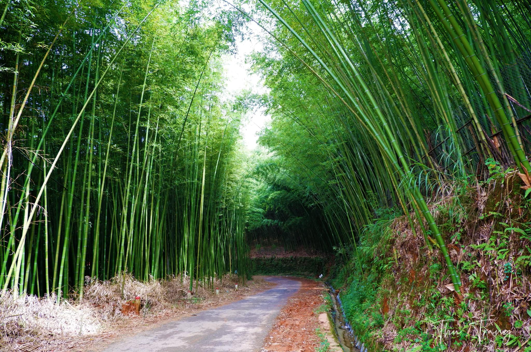 Discovering picturesque bamboo forests in Cao Bang - Mytour