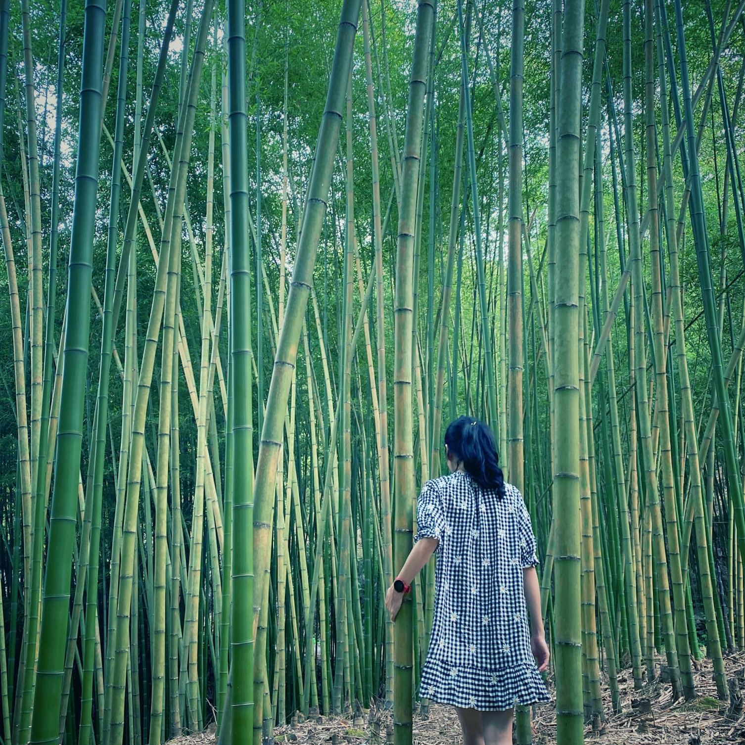Discovering picturesque bamboo forests in Cao Bang - Mytour