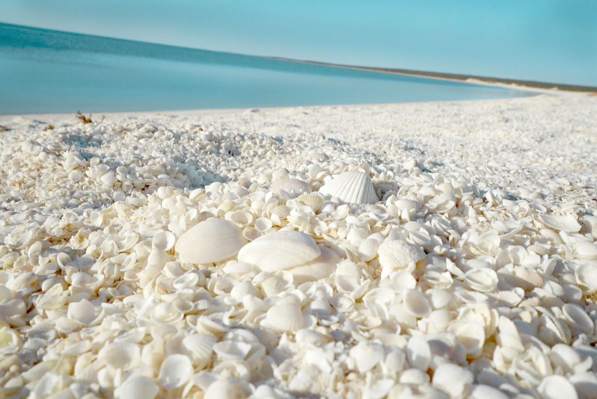 Discover the Unique Wonder of Shell Beach, a World-Renowned Seashell ...