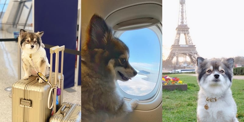 Yuki - the glamorous globetrotting mixed-breed dog - Mytour