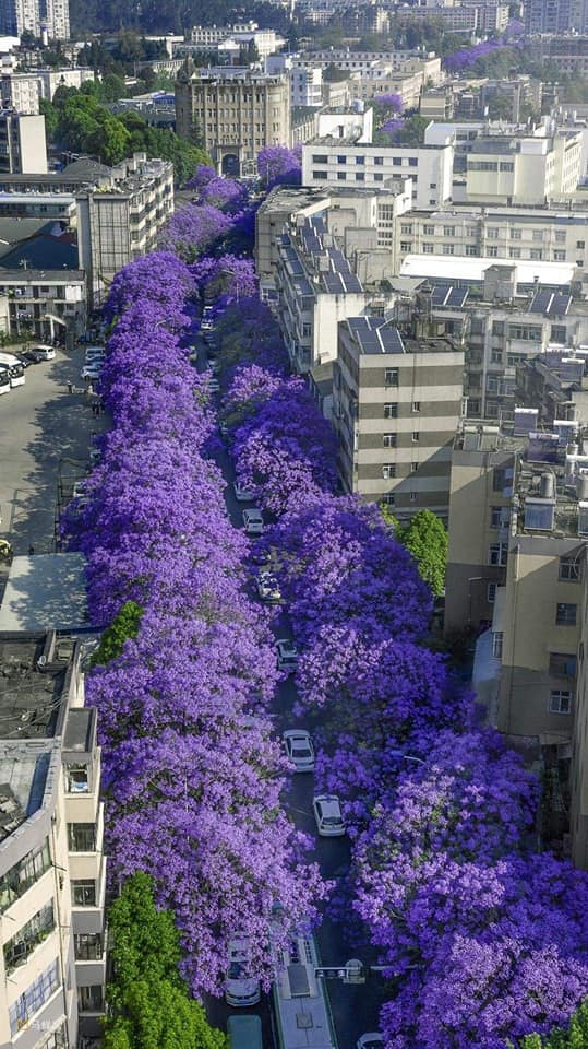 Spectacular Blooms: Purple Flamboyant Season in Yunnan, China - Mytour