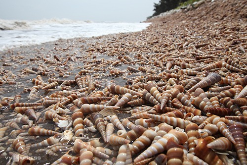 The rarely seen kilometer-long seashell road in Ben Tre - Mytour