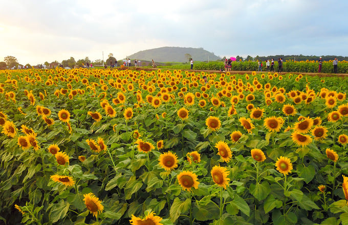 Blooming 60-hectare Sunflower Field in Nghệ An - Mytour