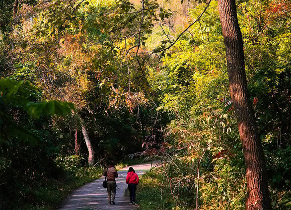 Exploring the majestic Tam Ban forest - Mytour