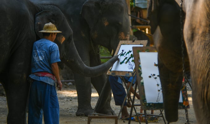 Elephants in Maesa sanctuary, Chiang Mai, are trained from a young age ...