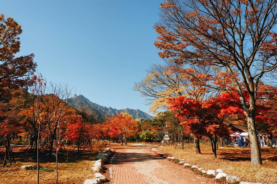 Discover the stunning beauty of autumn foliage in South Korea - Mytour