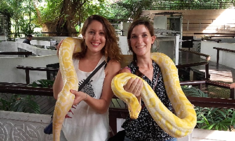 Exploring Bangkok: Visit a Snake Farm with Thousands of Snakes - Mytour
