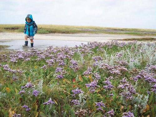 Wadden - The Mysterious Seascape of the Netherlands - Mytour