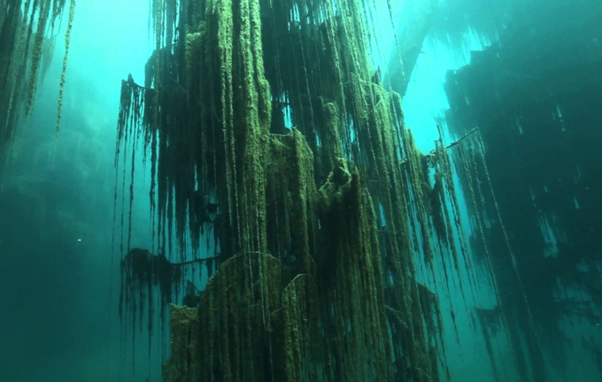 Unraveling the Enigma of Kaindy Lake's Inverted Growth Trees - Mytour
