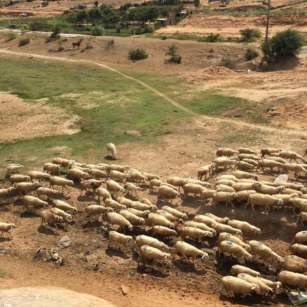 3 Stunning Sheep Fields in Vietnam - Mytour