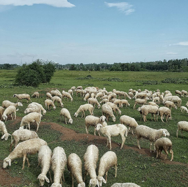 3 Stunning Sheep Fields in Vietnam - Mytour