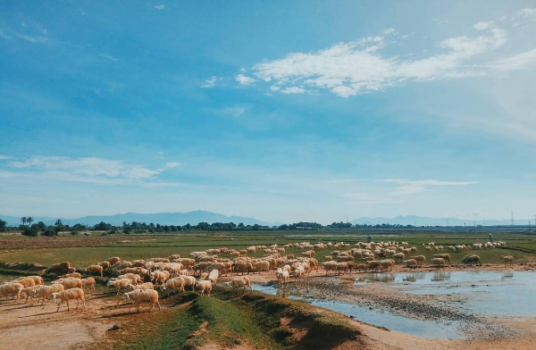 3 Stunning Sheep Fields in Vietnam - Mytour