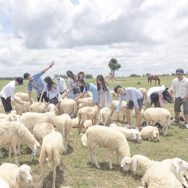 3 Stunning Sheep Fields in Vietnam - Mytour