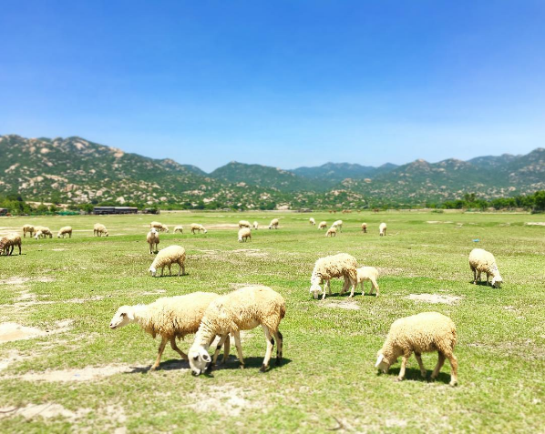 3 Stunning Sheep Fields in Vietnam - Mytour