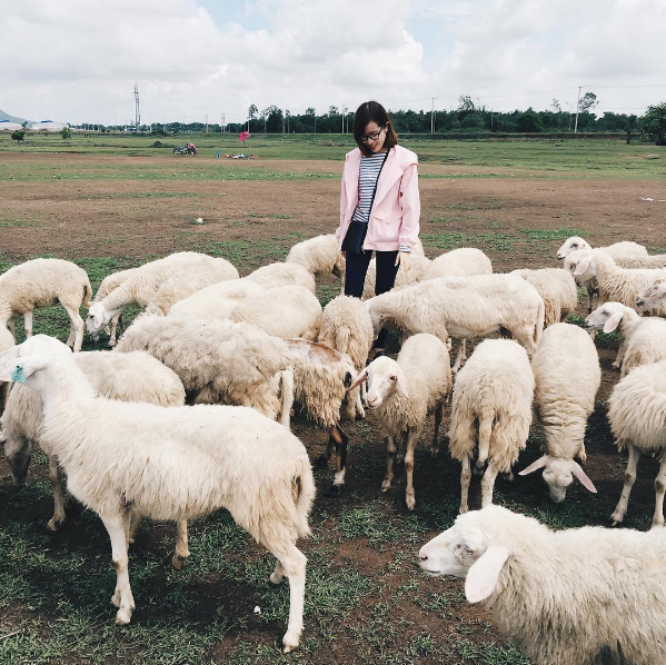 3 Stunning Sheep Fields in Vietnam - Mytour