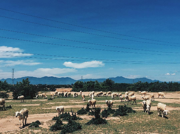 3 Stunning Sheep Fields in Vietnam - Mytour