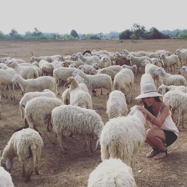 3 Stunning Sheep Fields in Vietnam - Mytour