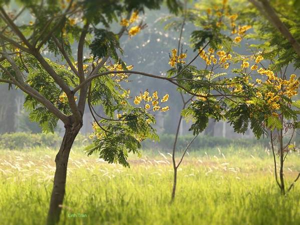 Saigon Travel: Admiring the Radiance of Golden Orchids Illuminating ...