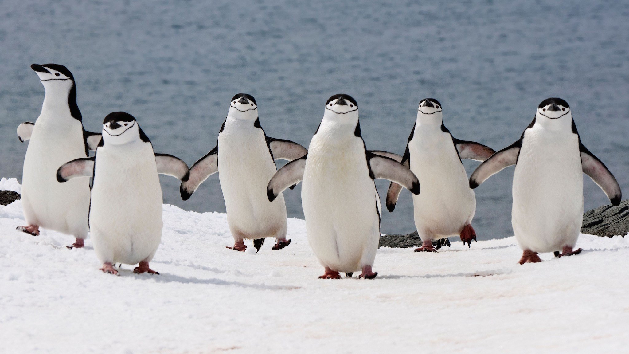 Bí mật giấc ngủ của chim cánh cụt: 10.000 lần thả mình mơ màng hàng ngày