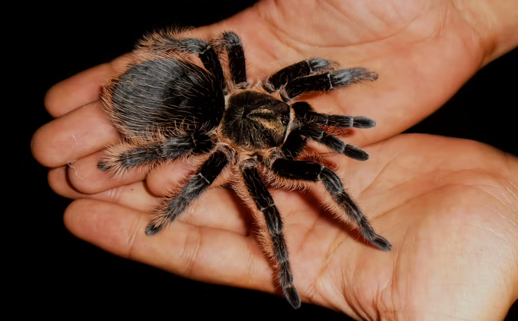[Infographic] Những điều thú vị về loài nhện Tarantula