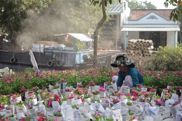 Tips for Capturing Tet Flower Photos While Exploring Saigon