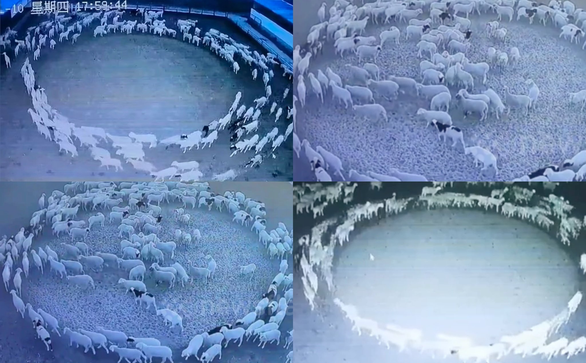 Đàn cừu tạo thành vòng tròn trong 12 ngày liên tiếp và nguyên nhân chưa ...