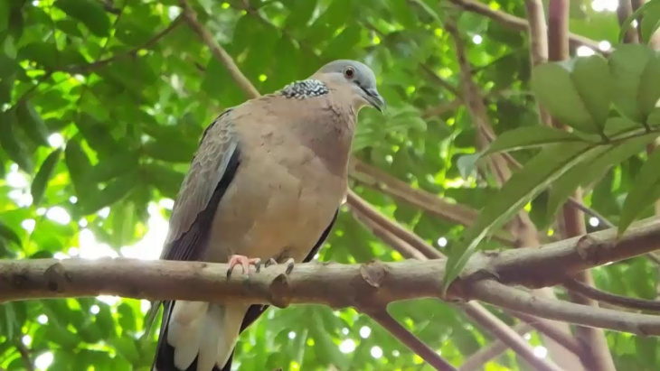 Explore 68+ captivating images of the exquisite cu gay bird - Mytour