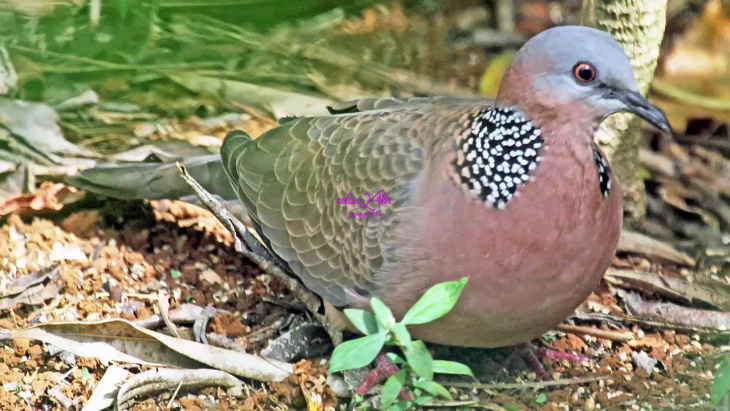 Explore 68+ captivating images of the exquisite cu gay bird - Mytour