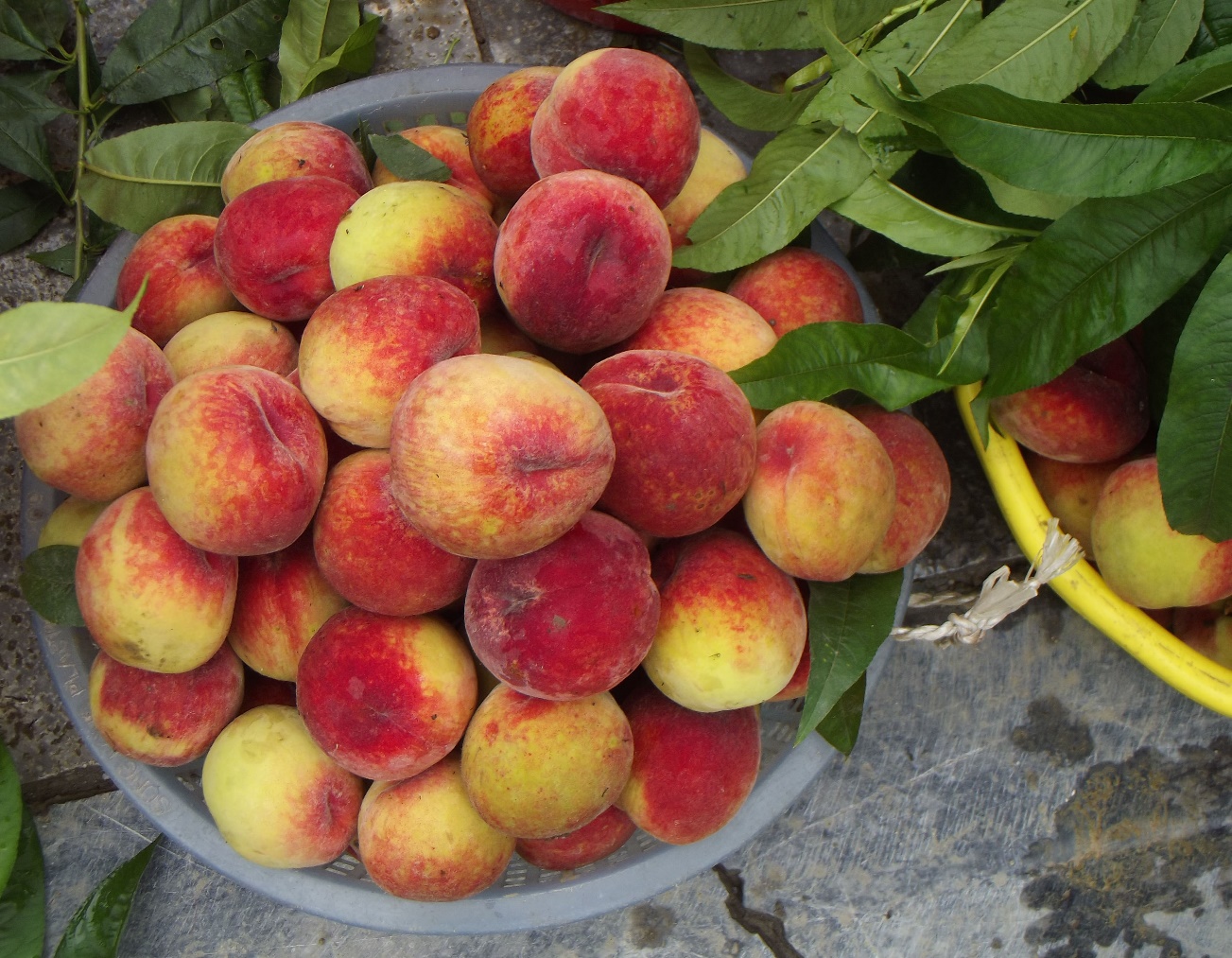 Specialty Fruits and Vegetables of Bac Ha in Summer - Mytour